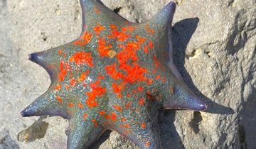 Blue Bat Star | List of Geopark Sites and Treasures | Oki Islands ...