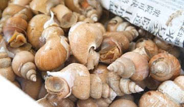 Shirobai Whelk | List of Geopark Sites and Treasures | Oki Islands ...