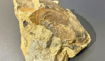 Fossils | List of Geopark Sites and Treasures | Oki Islands UNESCO ...