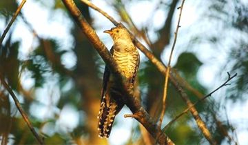 Oriental Cuckoo | List of Geopark Sites and Treasures | Oki Islands ...